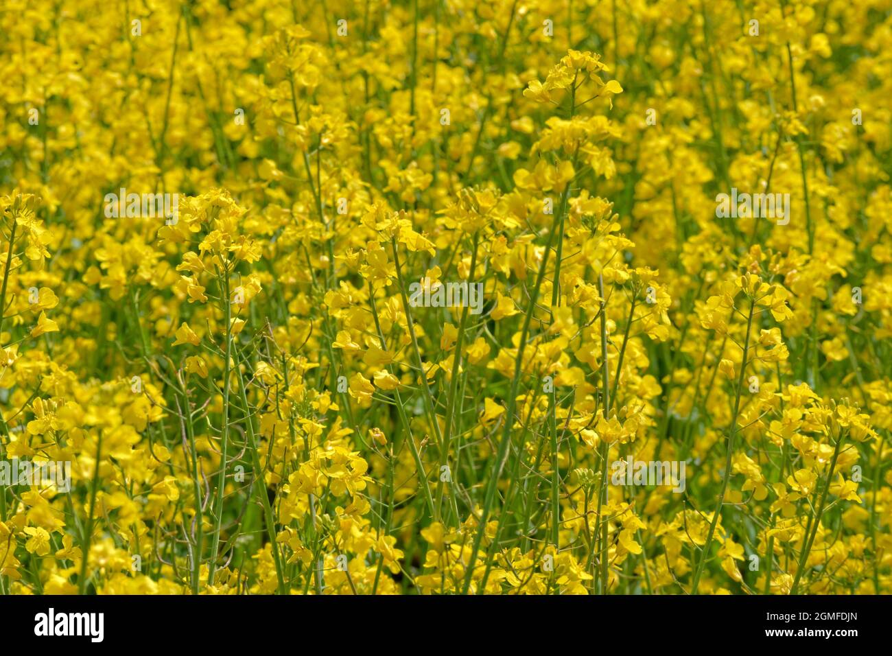 Rapeseed Plants High Resolution Stock Photography and Images - Alamy