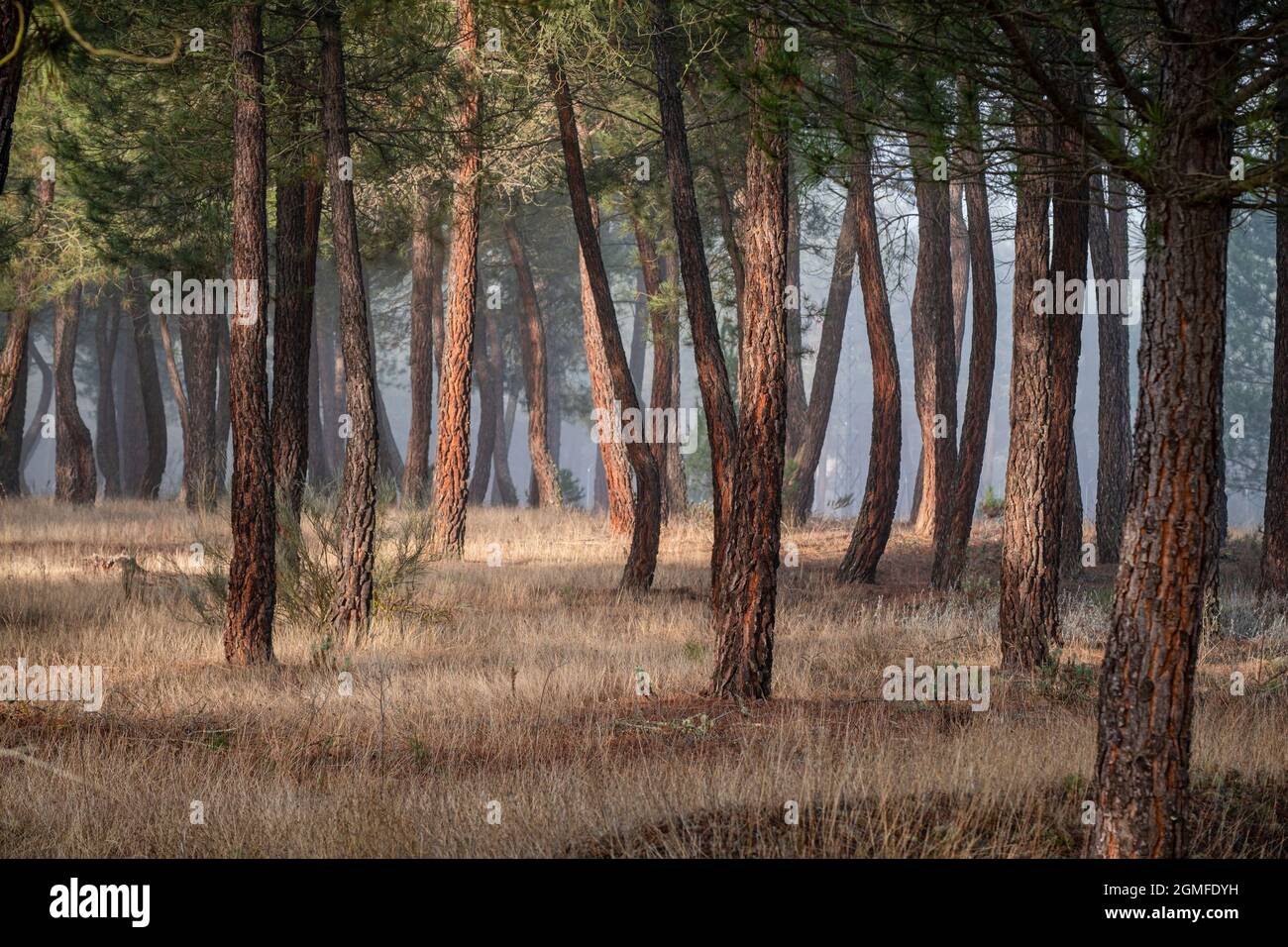 resin extraction in a Pinus pinaster forest, Montes de Coca, Segovia ...