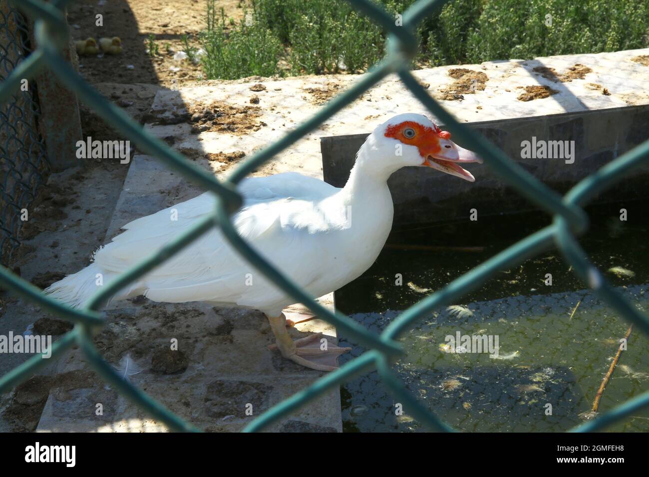 Three white geese . Mother geese in the cage . Closeup shot of white ...