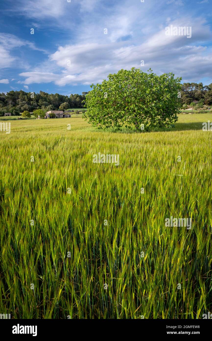 Arbol de ficus hi-res stock photography and images - Alamy