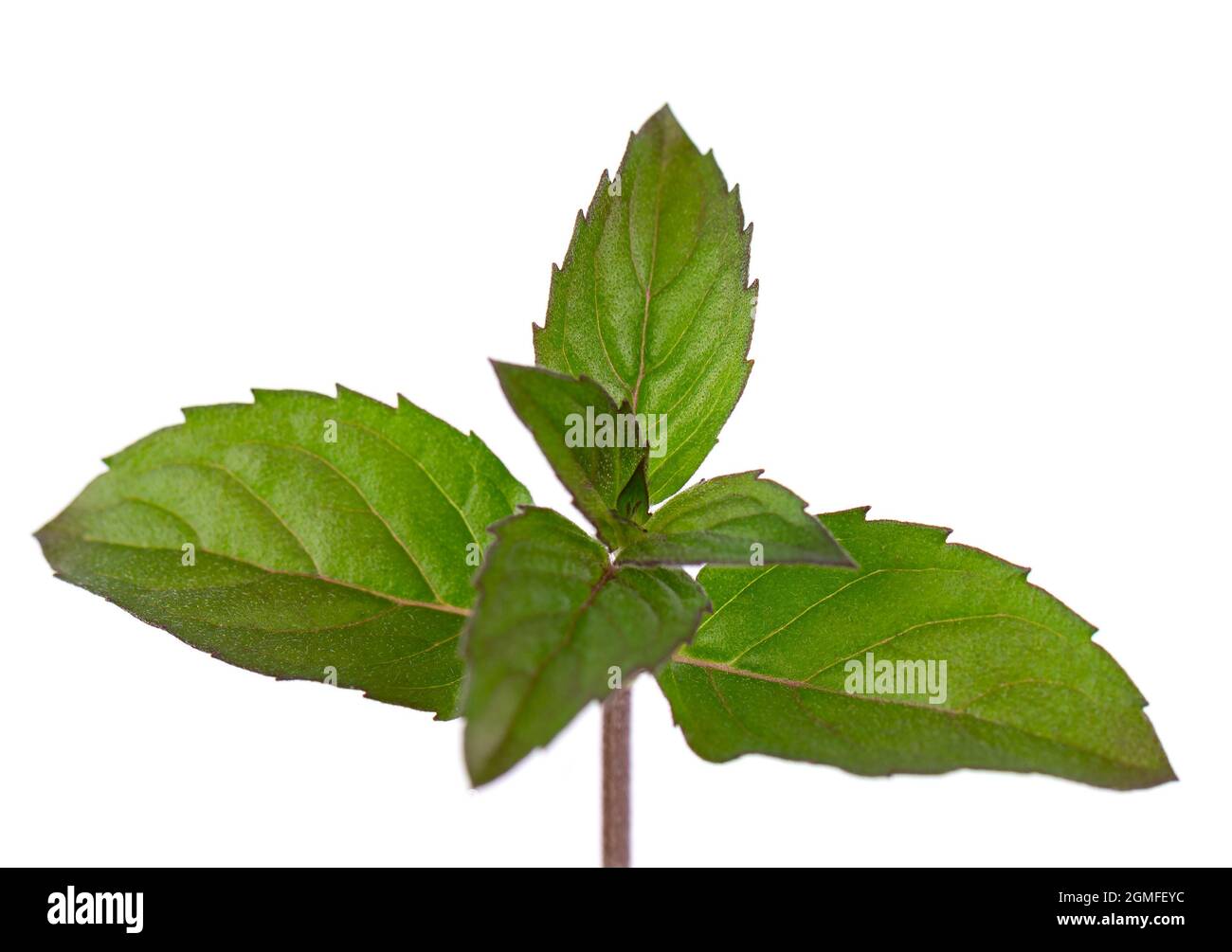 Fresh peppermint isolated on white background. Mint leaves Stock Photo ...