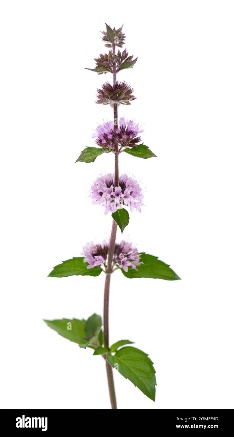 Peppermint flowers isolated on white background. Mint branch. Herbal ...