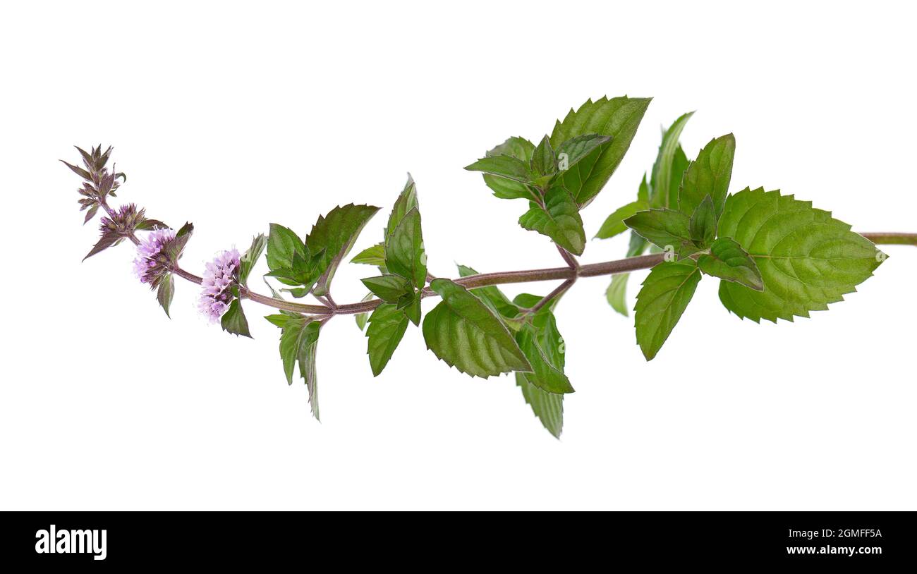Peppermint flowers isolated on white background. Mint branch. Herbal ...