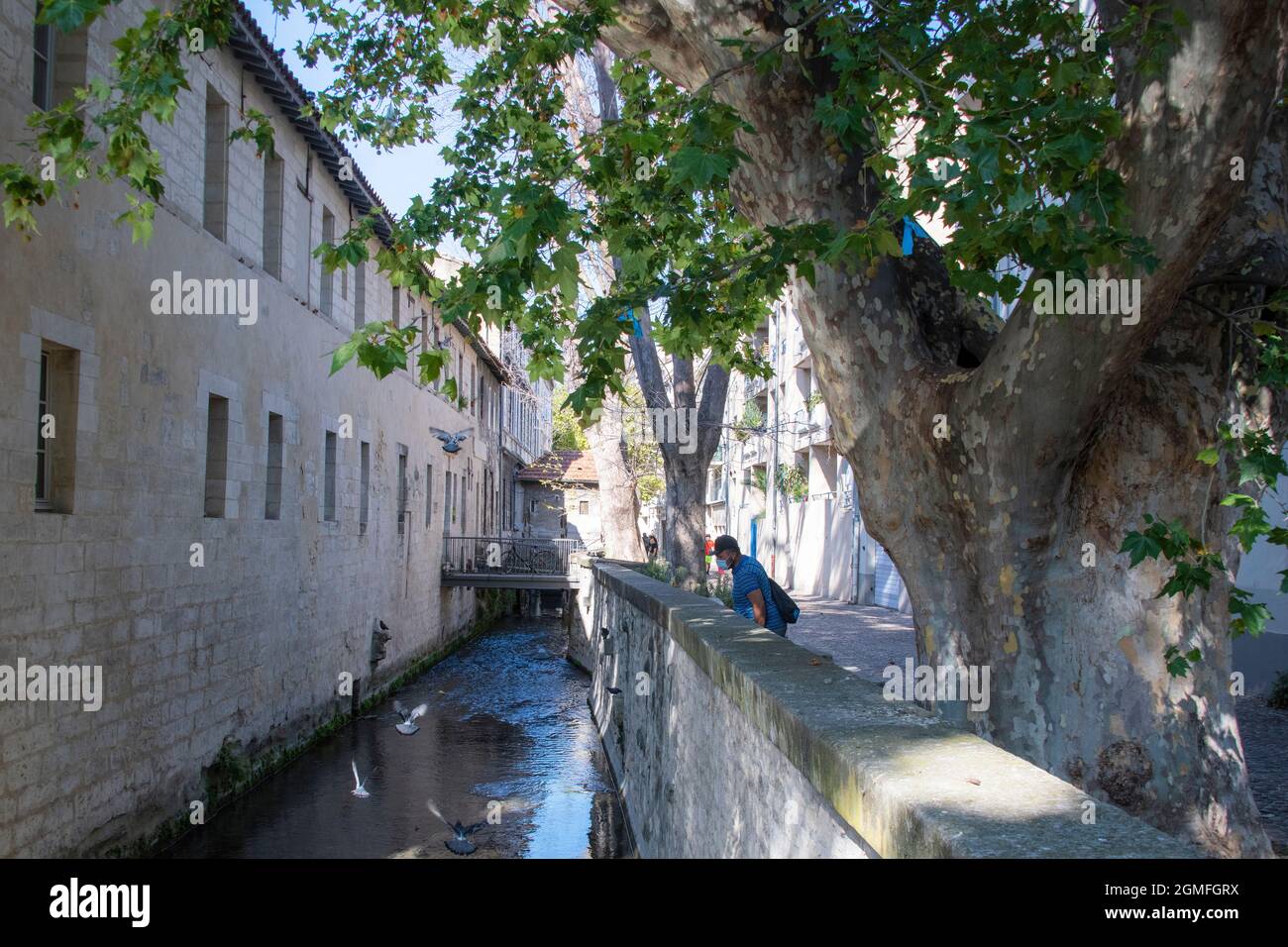 Plane trees provence hi-res stock photography and images - Alamy