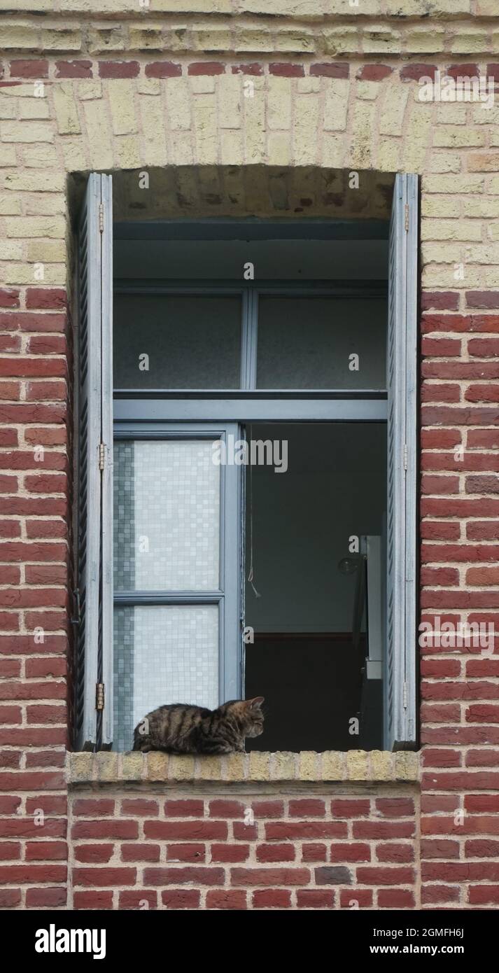 cat on a window on a brick wall, Honfleur, France Stock Photo - Alamy