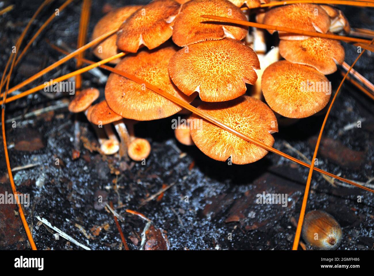 Hongos hongos hongos hongos hongos hi-res stock photography and images ...