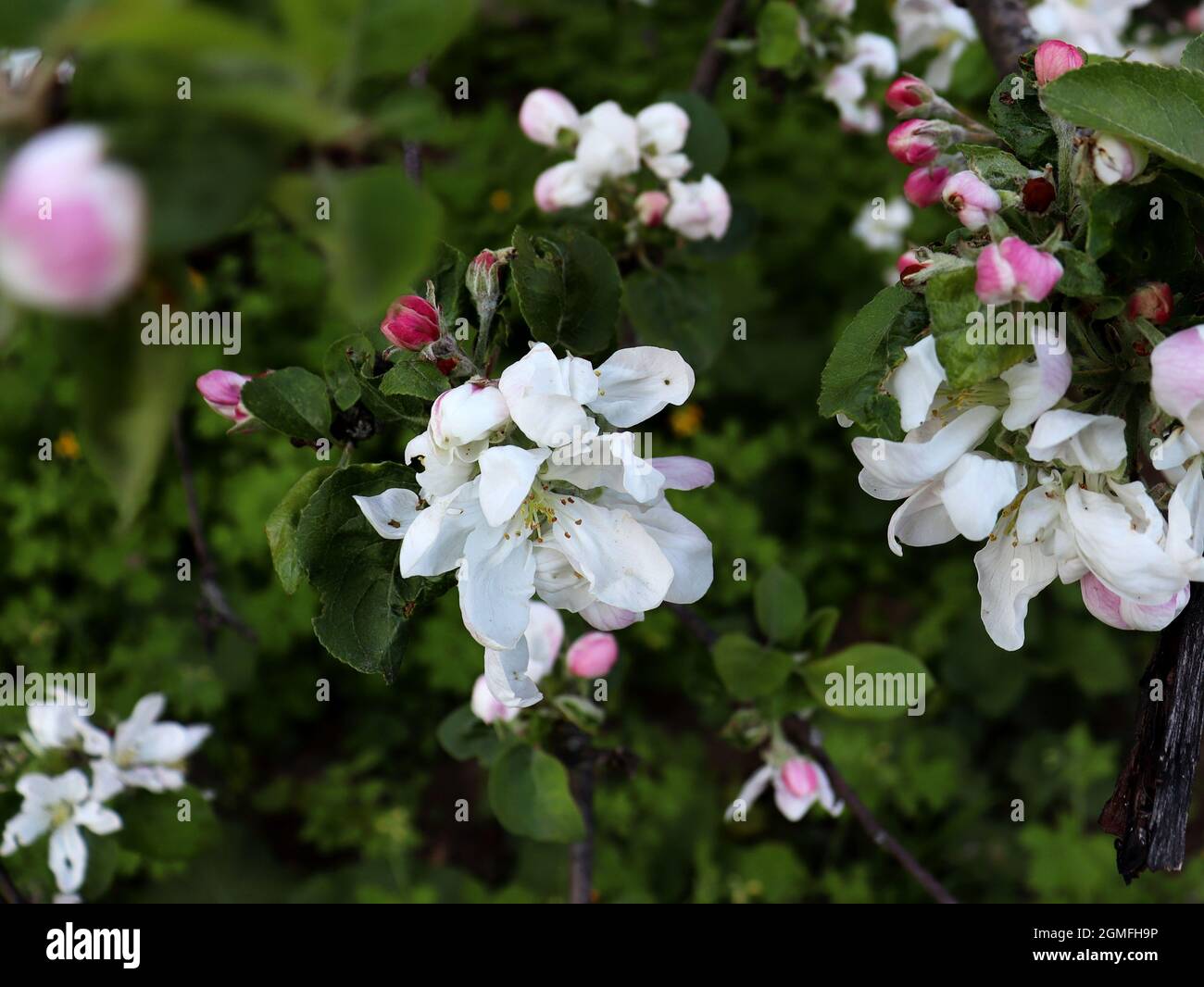 Natural blossom flower background. Beautiful nature scenic wallpaper ...