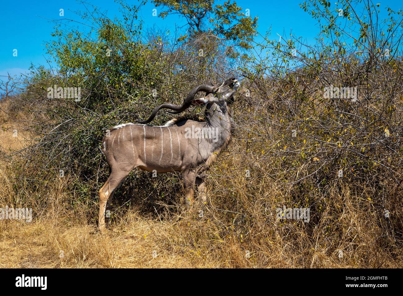 A Greater Kudu bull with huge horns busy eating leaves of a bush Stock ...