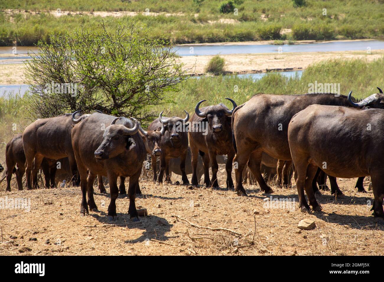 Herd of Cape buffalo walking with a river behind them Stock Photo - Alamy
