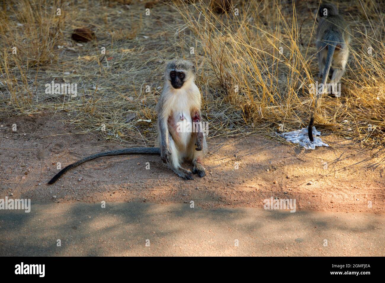 Monkey sitting in grass hi-res stock photography and images - Alamy