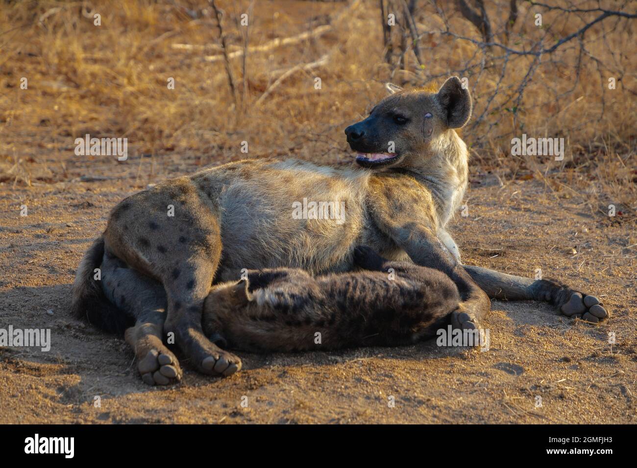 Spotted hyena cub drinking from its mother Stock Photo - Alamy