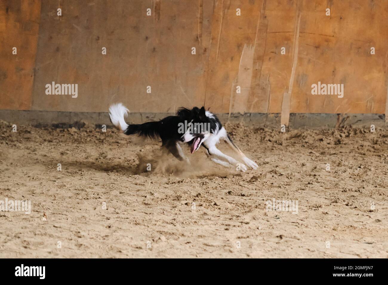 Agility competitions, sports with dog to improve contact with owner ...