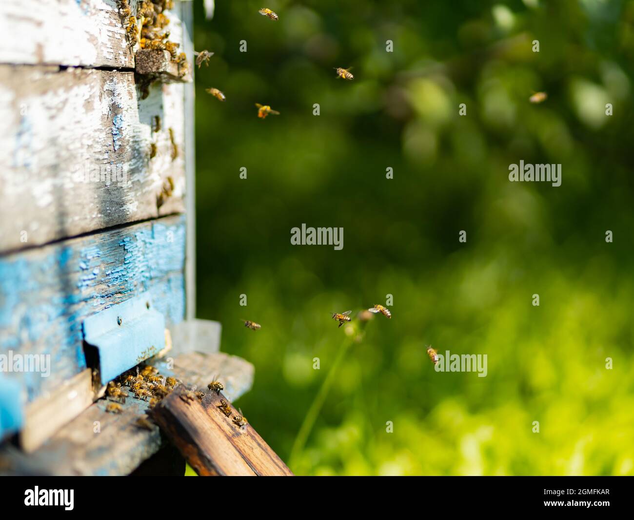 Bees fly into the hive entrance. Bees flying around beehive. Beekeeping ...