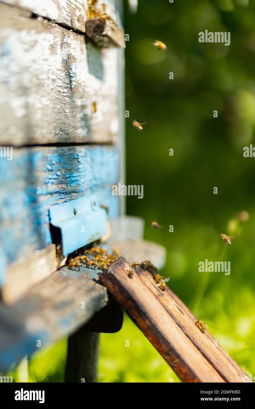 Bees fly around hive hi-res stock photography and images - Alamy