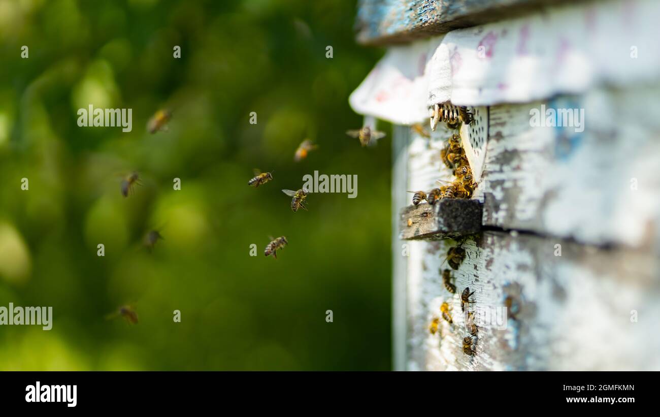 Bees flying around beehive. Honey bees swarming and flying around their ...