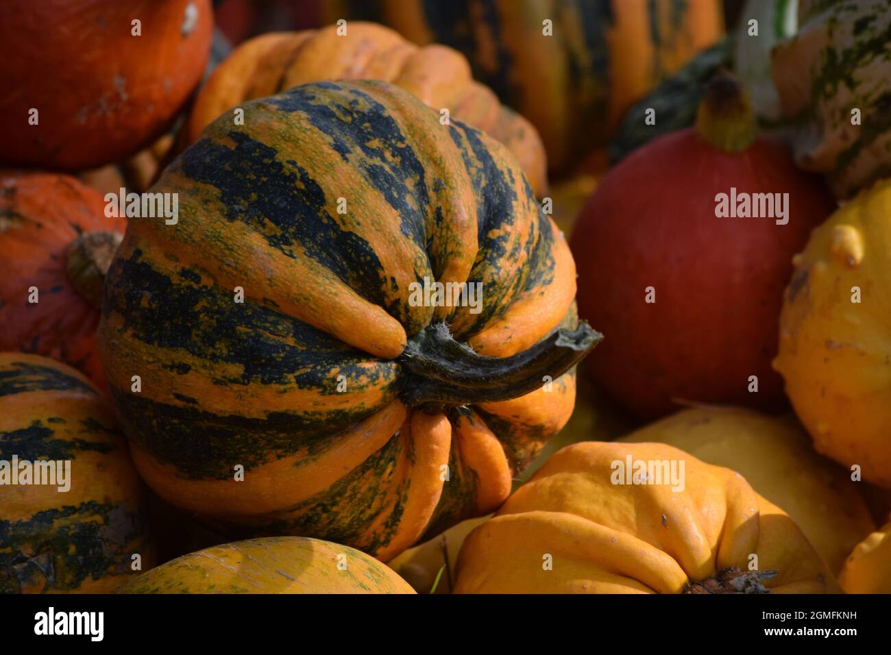 Oil pumpkin at a Sales booth Stock Photo - Alamy