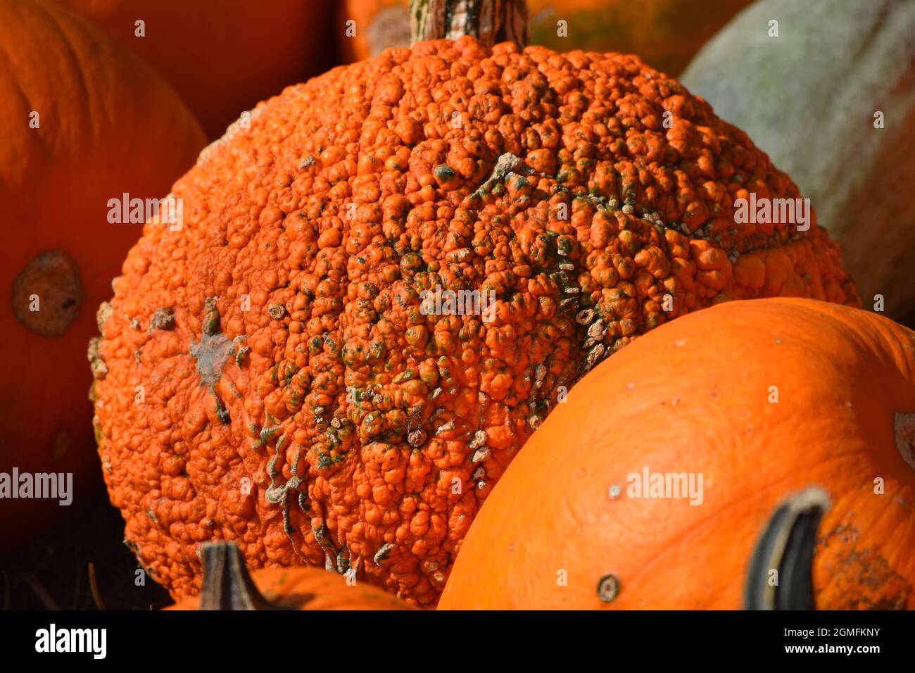 Warty pumpkin hi-res stock photography and images - Alamy