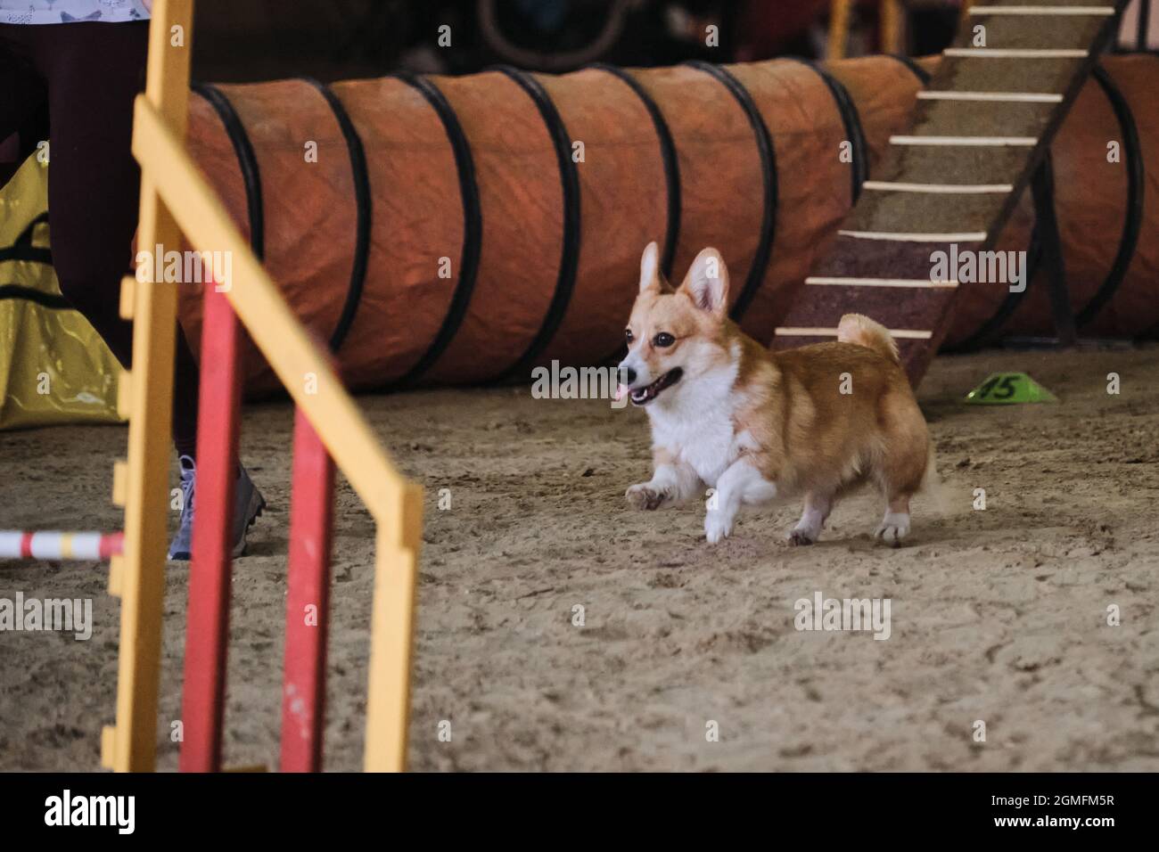 Agility competitions, sports competitions with dog to improve contact ...