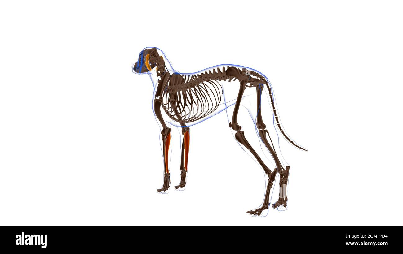 Flexor Carpi Ulnaris muscle Dog muscle Anatomy For Medical Concept 3D ...