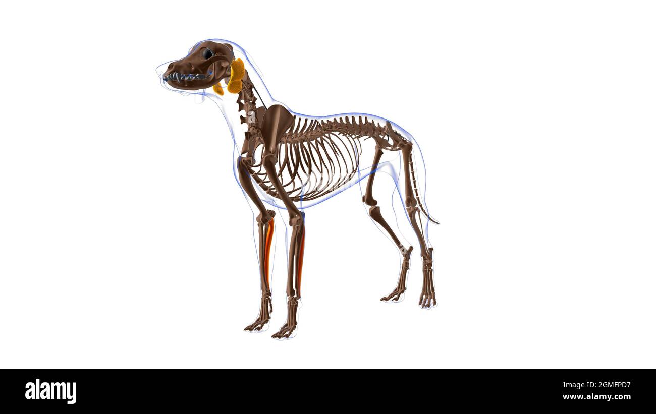 Flexor Carpi Ulnaris muscle Dog muscle Anatomy For Medical Concept 3D ...