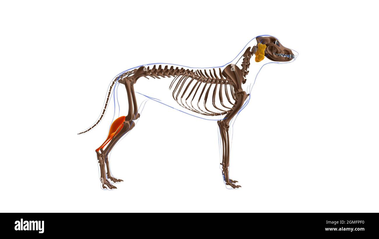 Gastrocnemius muscle dog anatomy hi-res stock photography and images ...