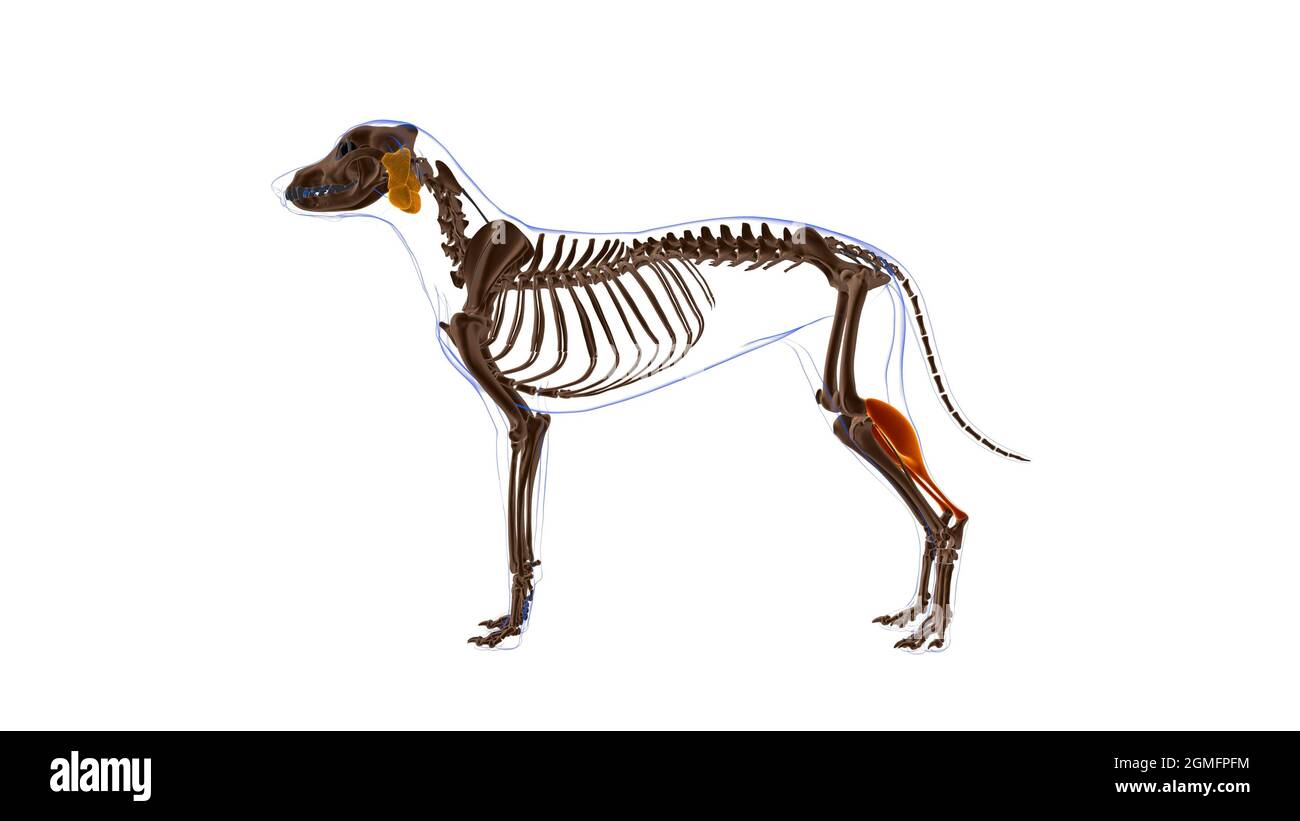 Gastrocnemius muscle dog anatomy hi-res stock photography and images ...