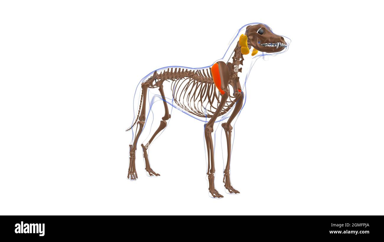 Infraspinatus muscle Dog muscle Anatomy For Medical Concept 3D ...