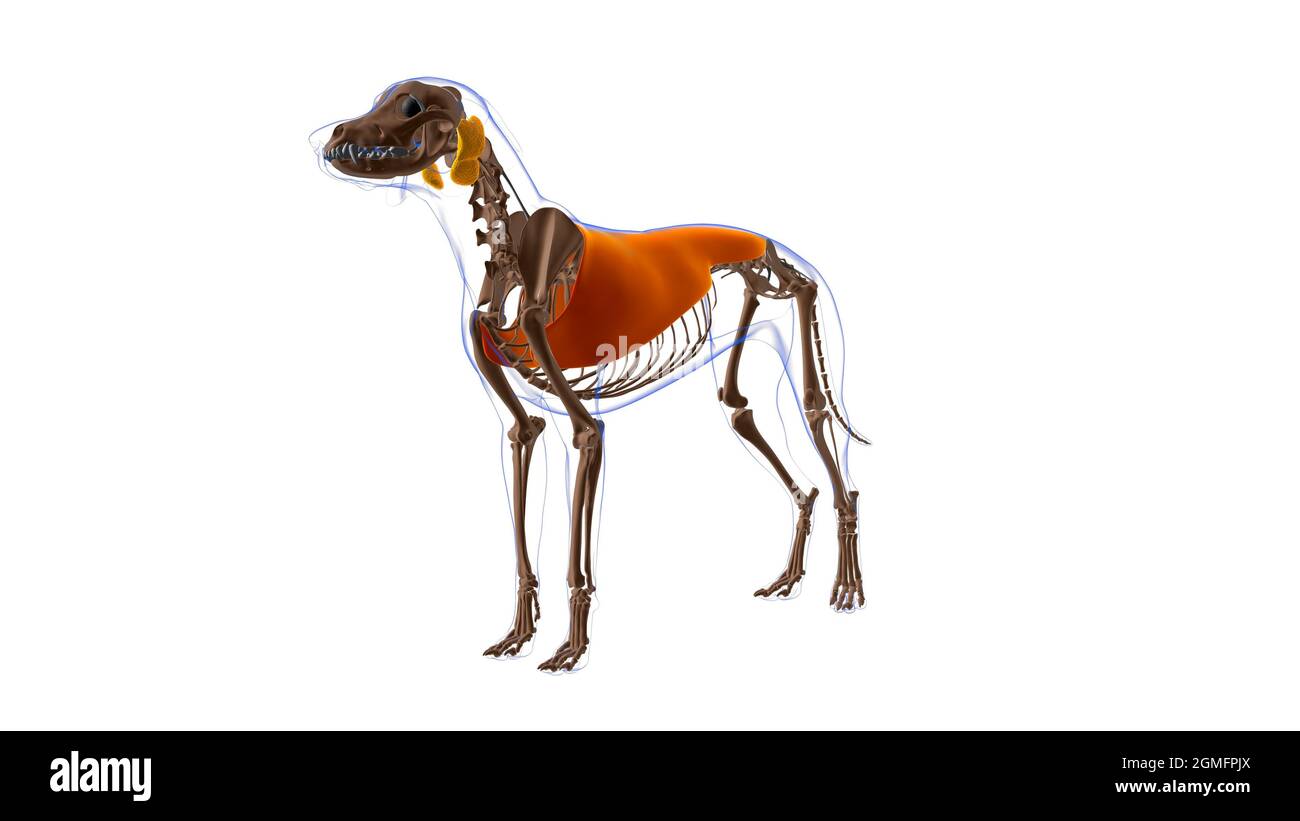 Latissimus Dorsi muscle Dog muscle Anatomy For Medical Concept 3D ...