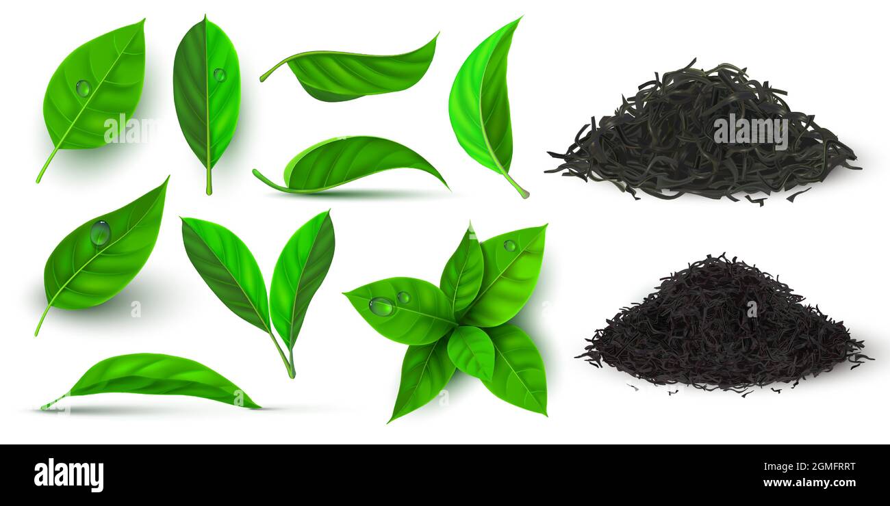 Black Tea Leaves Vector