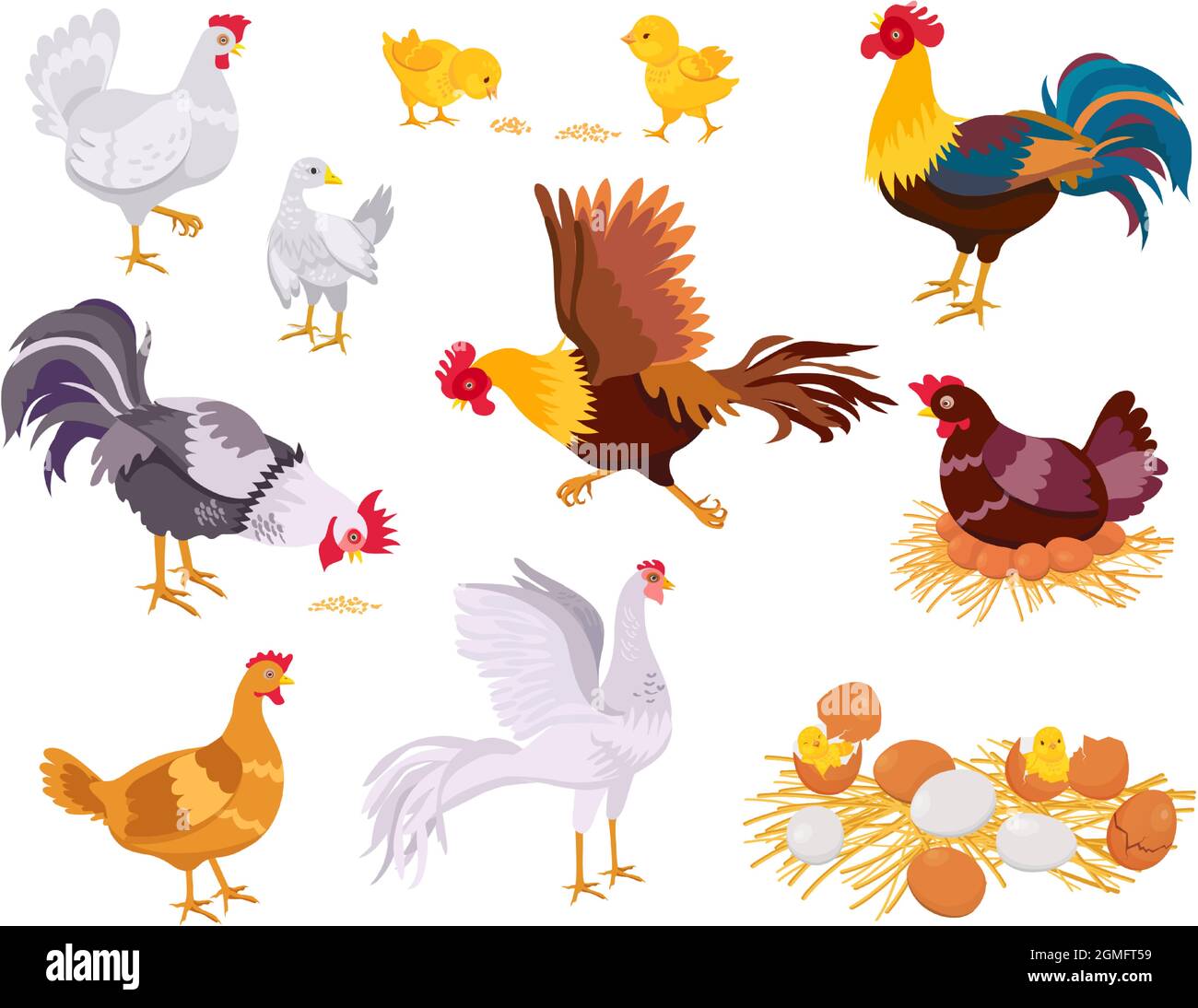 Cartoon farm chicken family, rooster, hen and chicks. Flat domestic ...