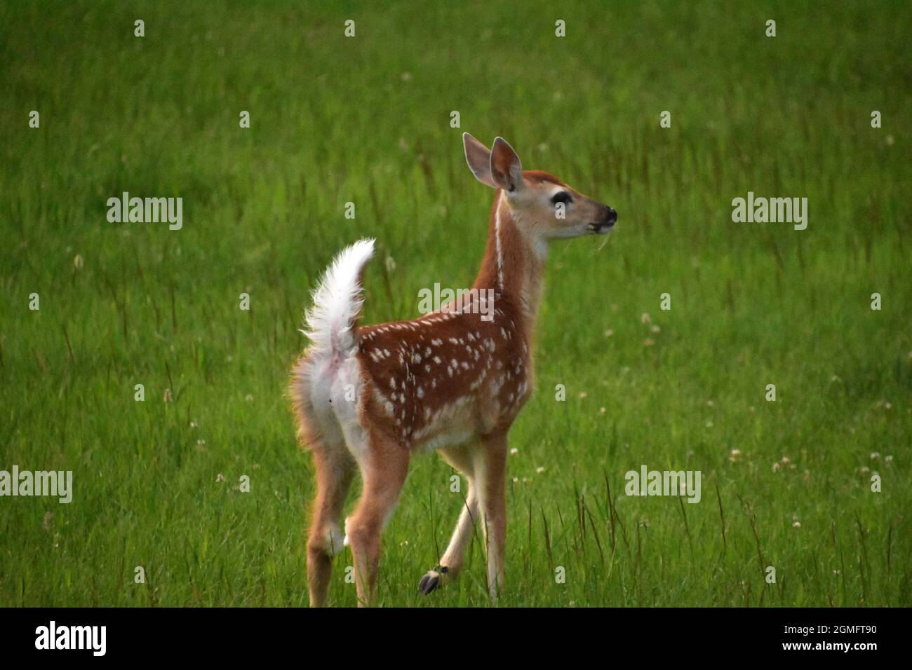 Adorable spotted baby deer with a fluffy white tail in a large grass ...