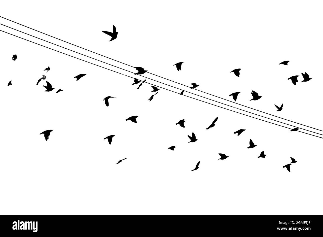 Birds on wires. Vector illustration Stock Vector Image & Art - Alamy