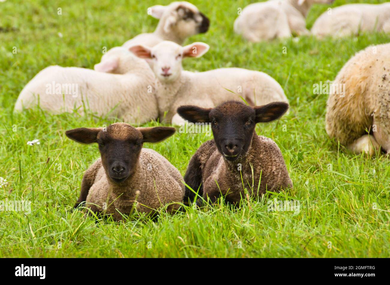 Portrait of two dark brown lambs laying in the meadow in the middle of ...