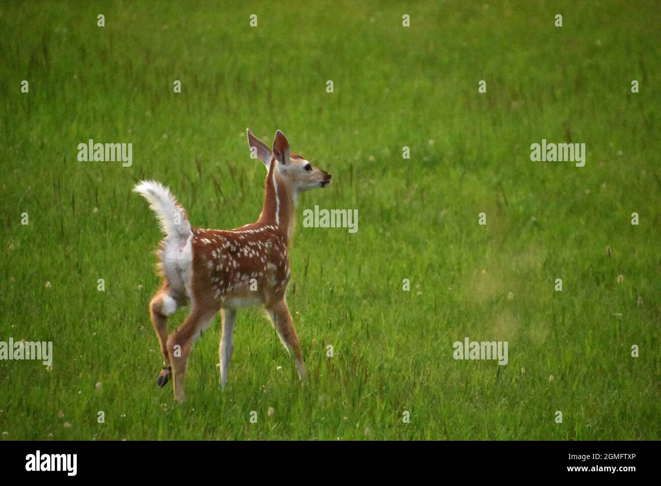 Frolicking in meadow hi-res stock photography and images - Alamy