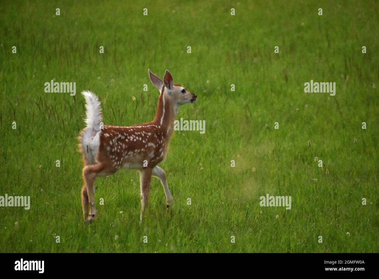 Cute prancing baby deer in a large green grass field Stock Photo - Alamy