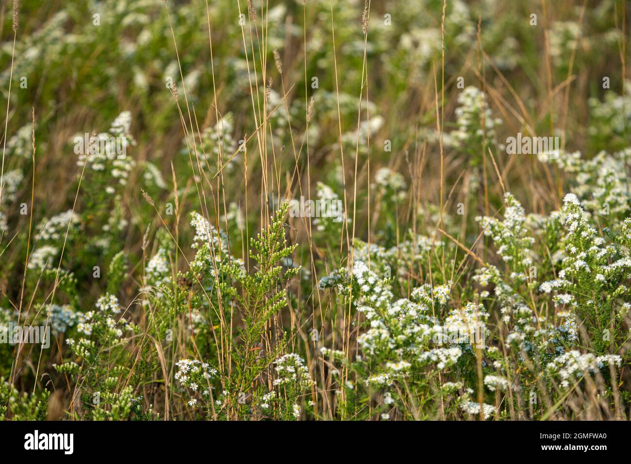 Wild field flowers in a meadow at Forks of the Credit Conservation area ...