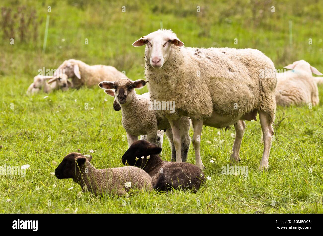 Lambs sheep playing in grass hi-res stock photography and images - Alamy
