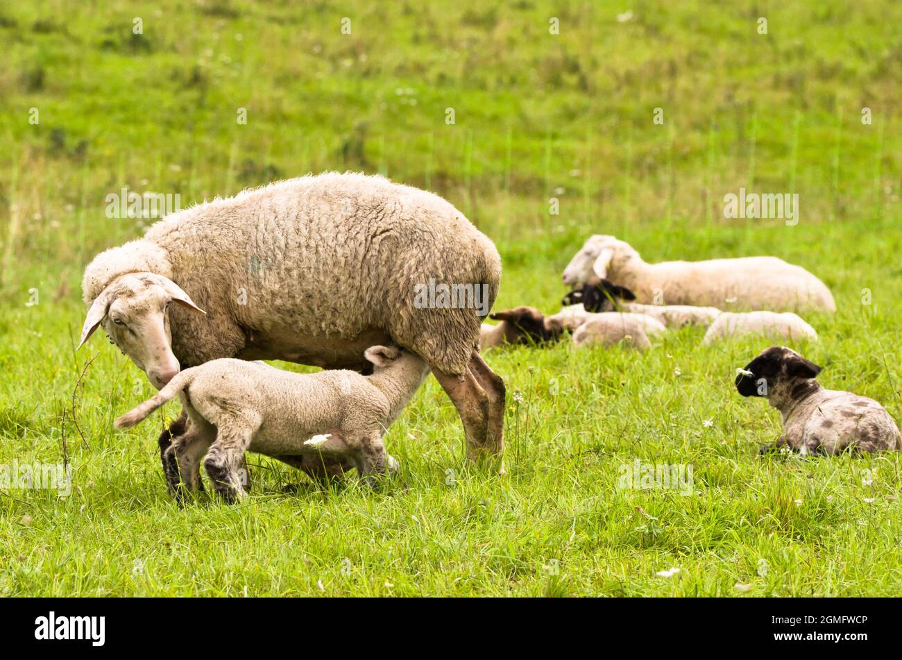 Portrait of a very cute white and grey newborn lamb in the meadow Stock ...