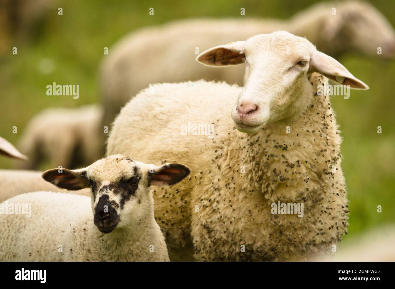 Portrait of a very cute white and grey newborn lamb in the meadow Stock ...