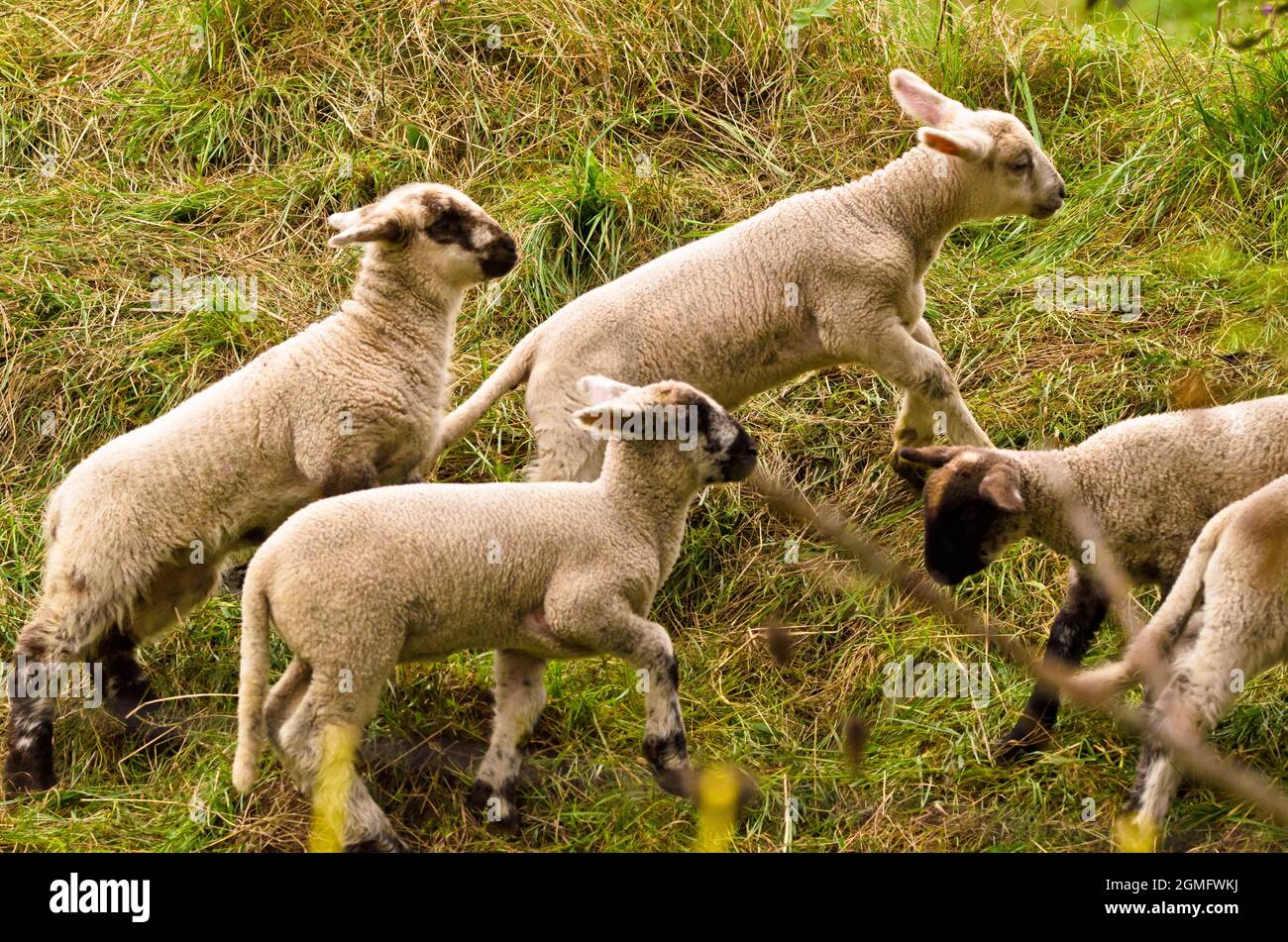 Many cute and happy lambs playing in the meadow Stock Photo - Alamy