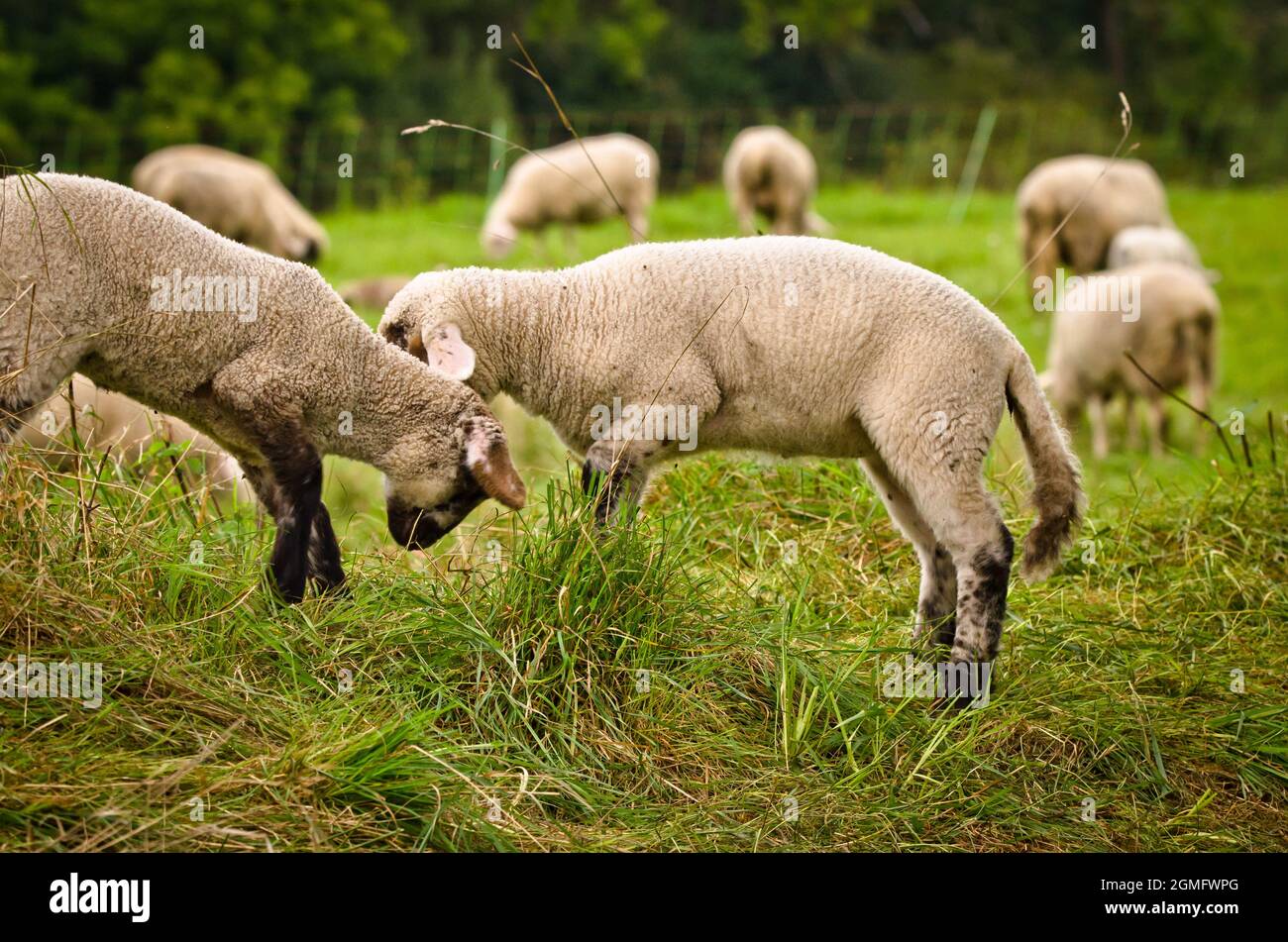 Many cute and happy lambs playing in the meadow Stock Photo - Alamy