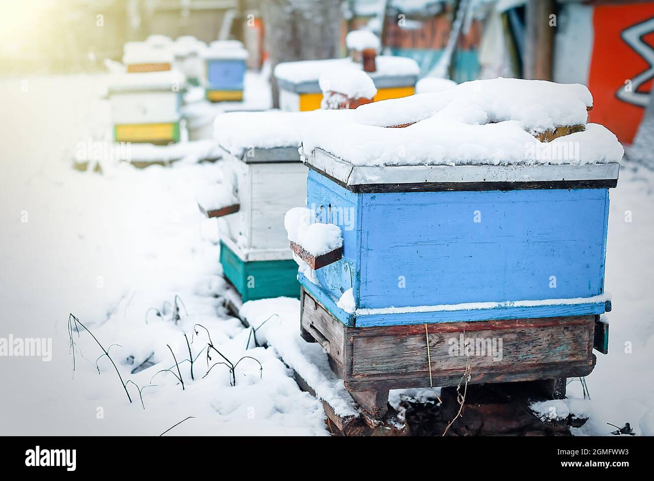 Bee hives in snow winter. Wintering honeybees in fresh air outside ...