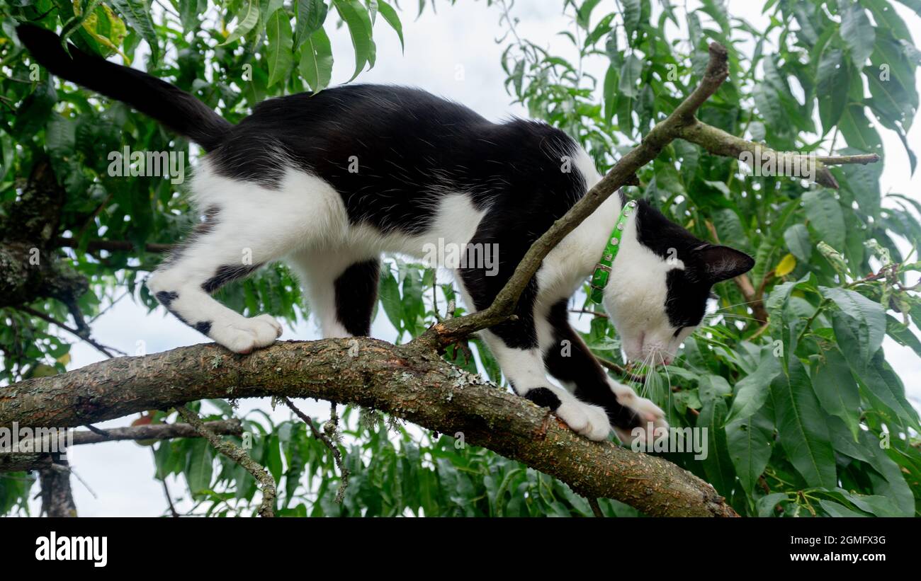 black and white cat strolling along a tree branch Stock Photo - Alamy