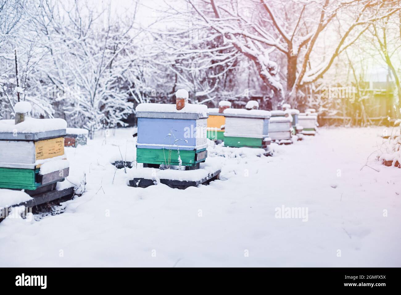Colorful hives on apiary in winter stand in snow among snow-covered ...