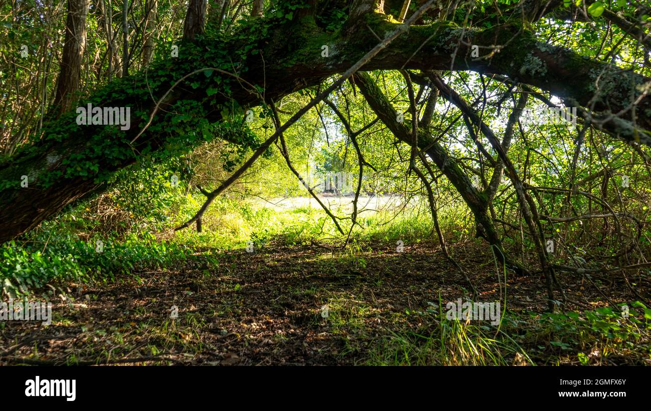 tree growing almost horizontally like a bridge Stock Photo - Alamy