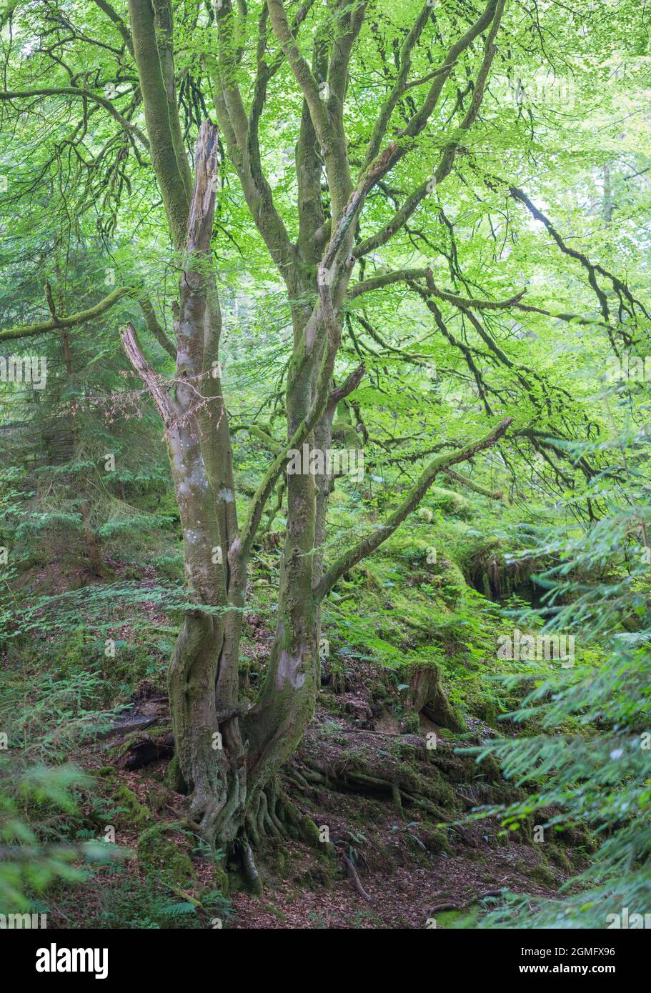 Mature deciduous tree in a woodland in North East England in summer ...