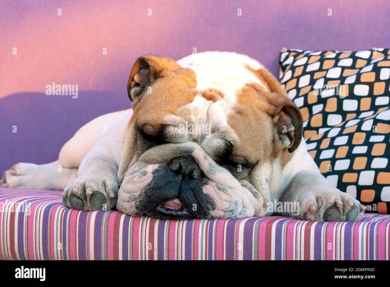 How Much Do English Bulldogs Sleep