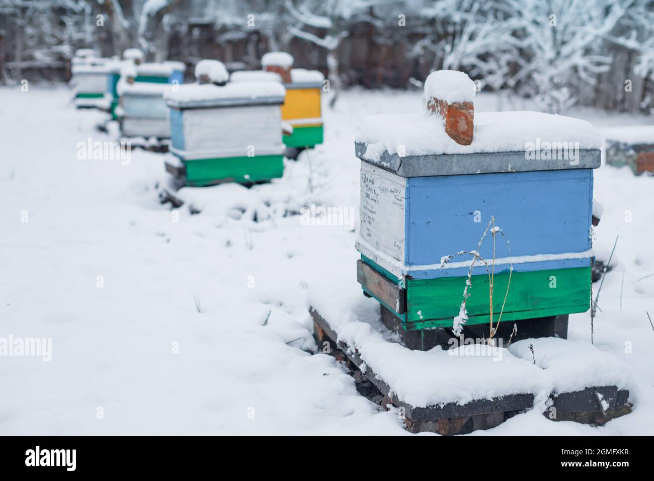 Colorful hives on apiary in winter stand in snow among snow-covered ...
