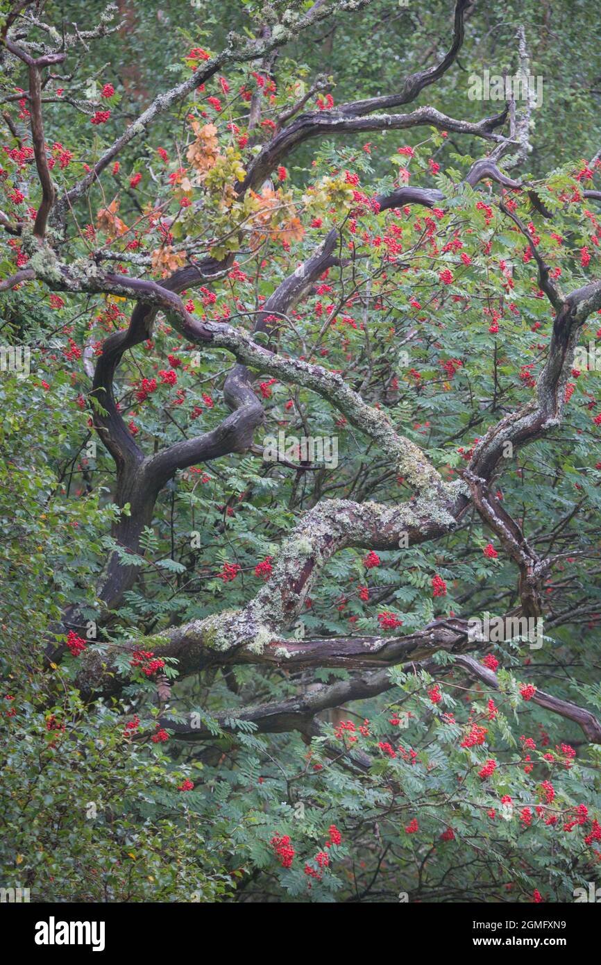 Entwined trees hi-res stock photography and images - Alamy