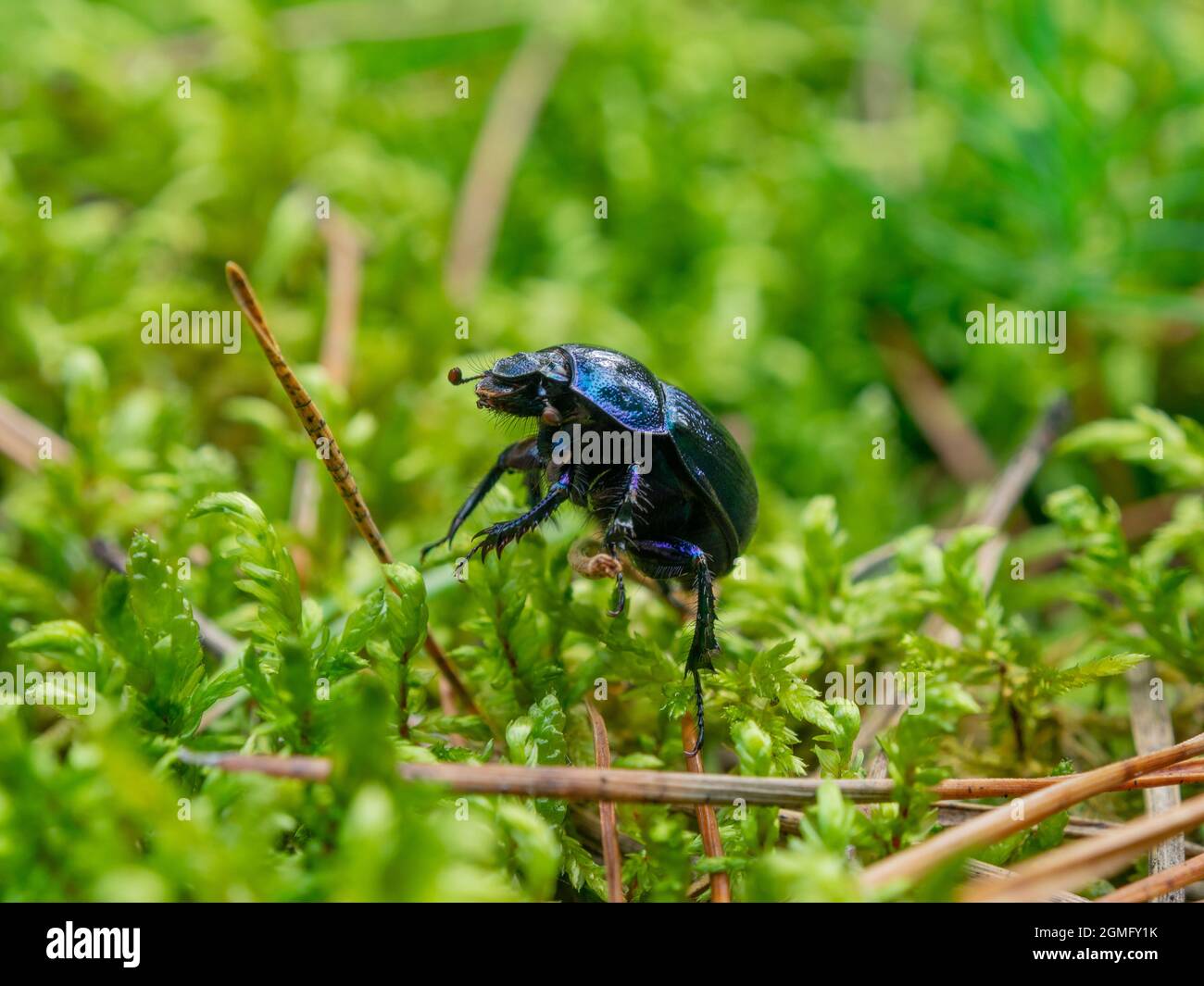 Dung moss hi-res stock photography and images - Alamy